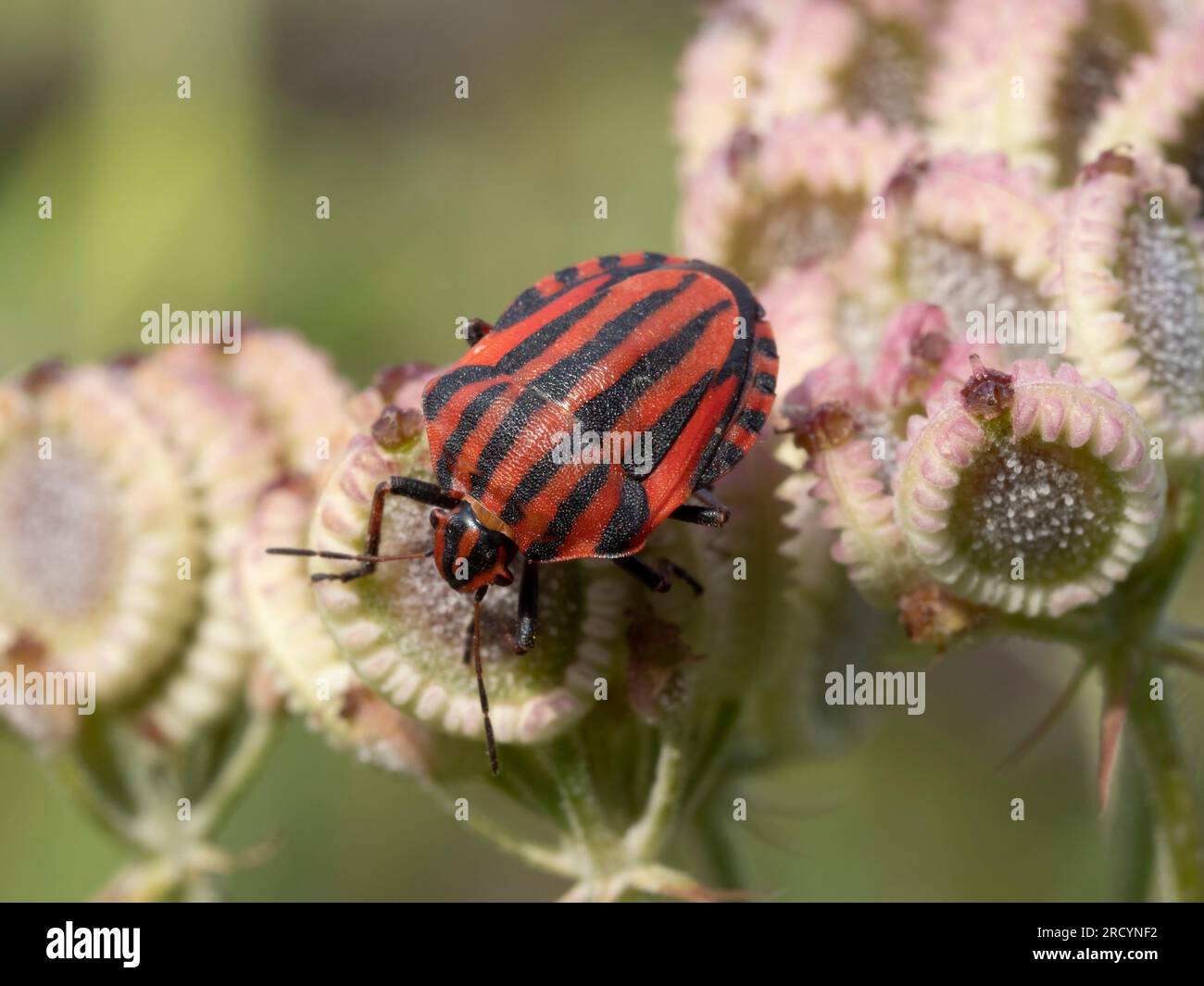 Harlequin bug hi-res stock photography and images - Alamy