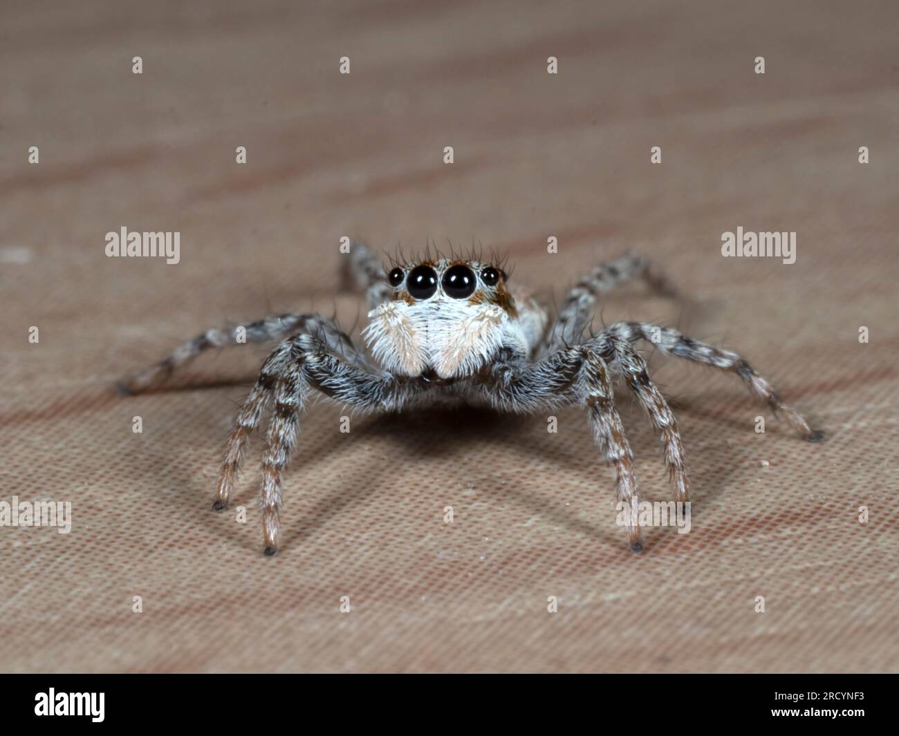 Jumping Spider (Menemerus semilimbatus) female, near Spili, Crete ...