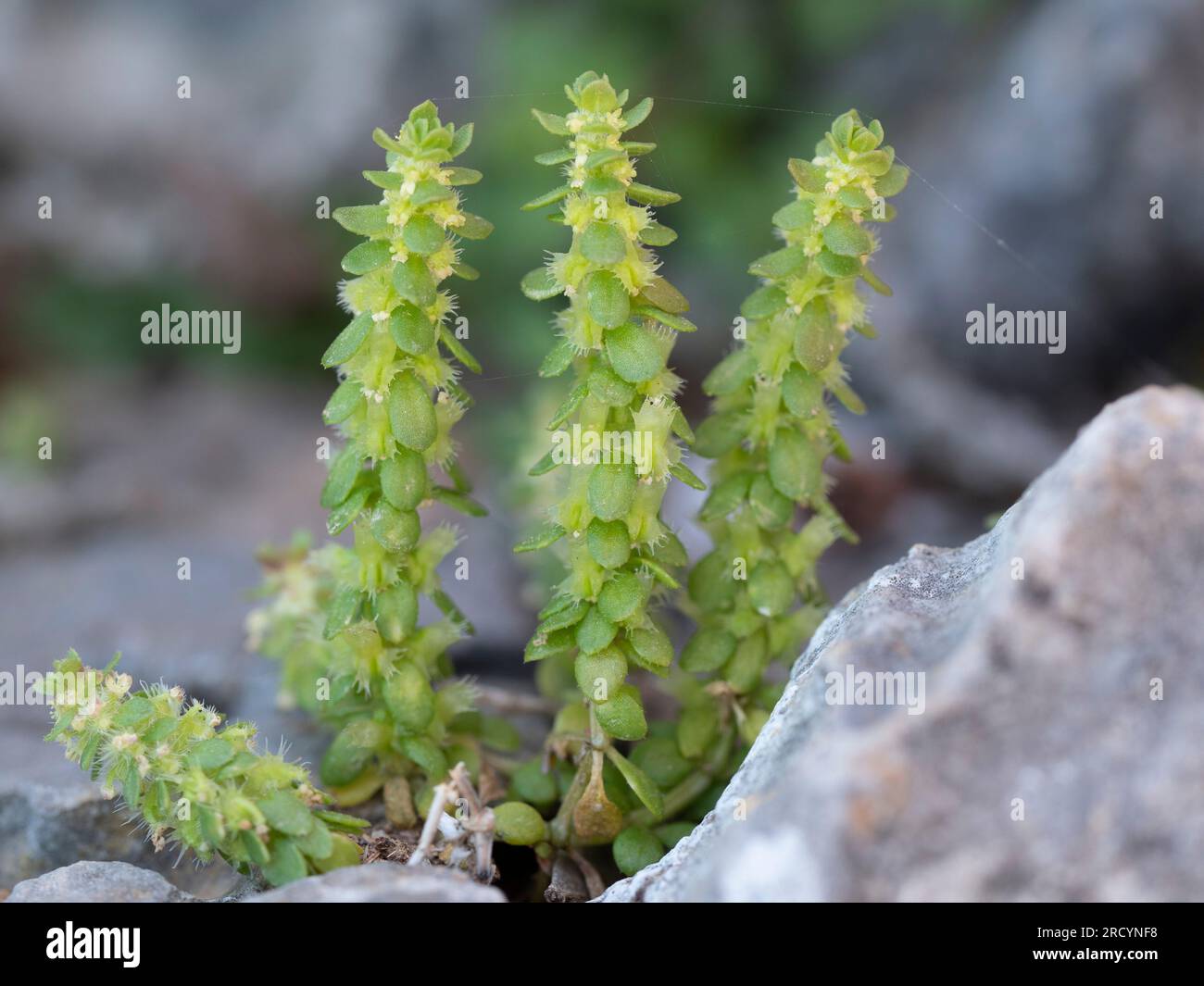 Wall Valantia (Valantia nurulis) Botanical Park & Garden, Omalos, Crete ...