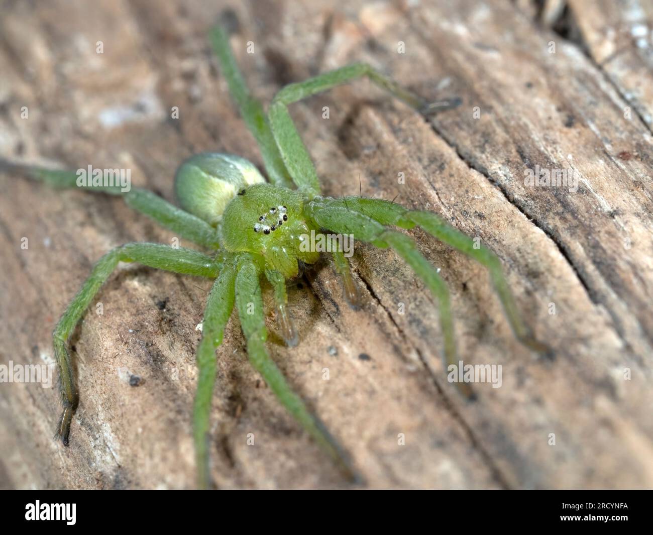 Green Huntsman Spider (Micrommata virescens), female, Nr Spili, Crete ...