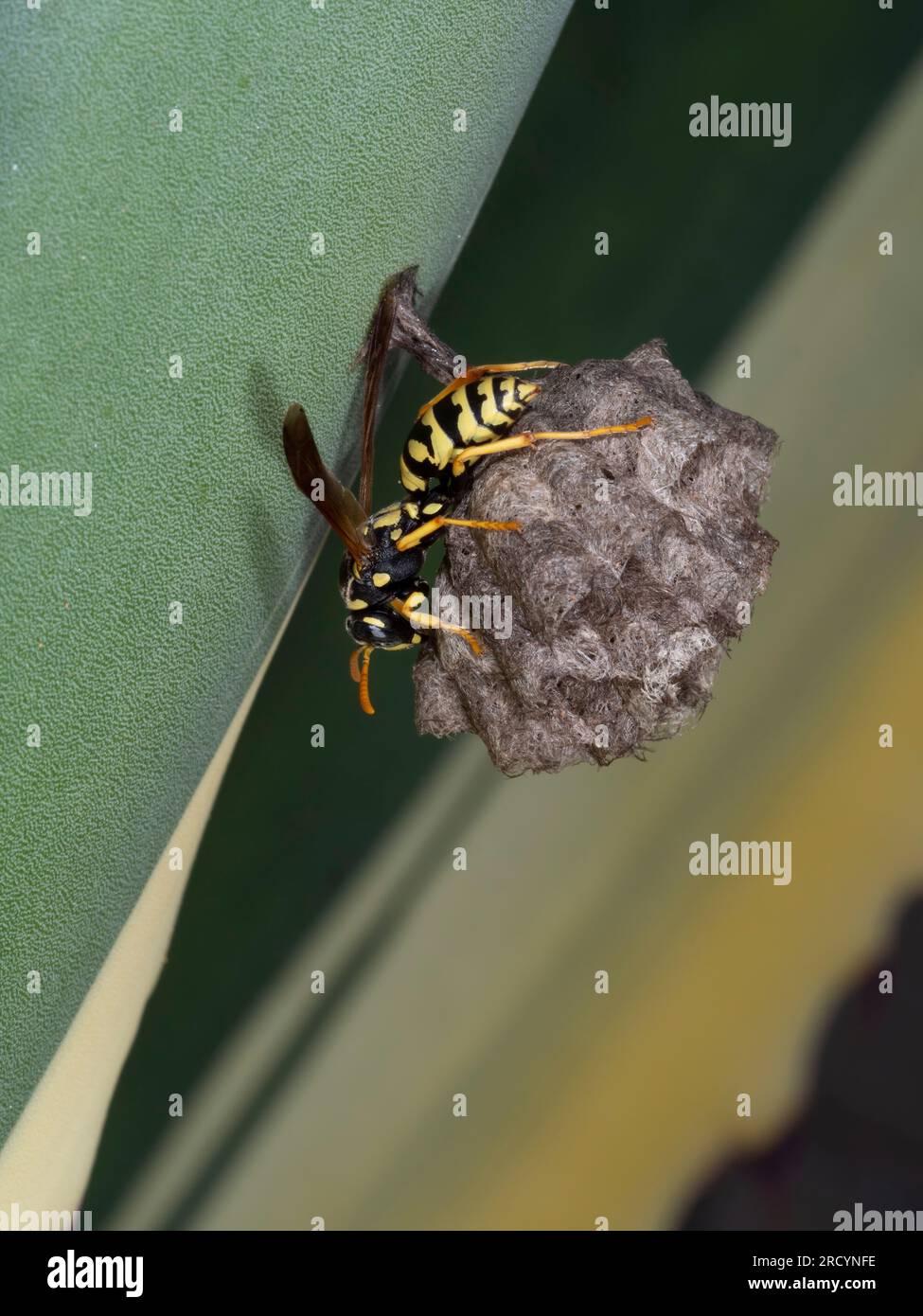 Paper Wasp (Polistes hellenicus) on nest with eggs, Crete, Greece Stock ...