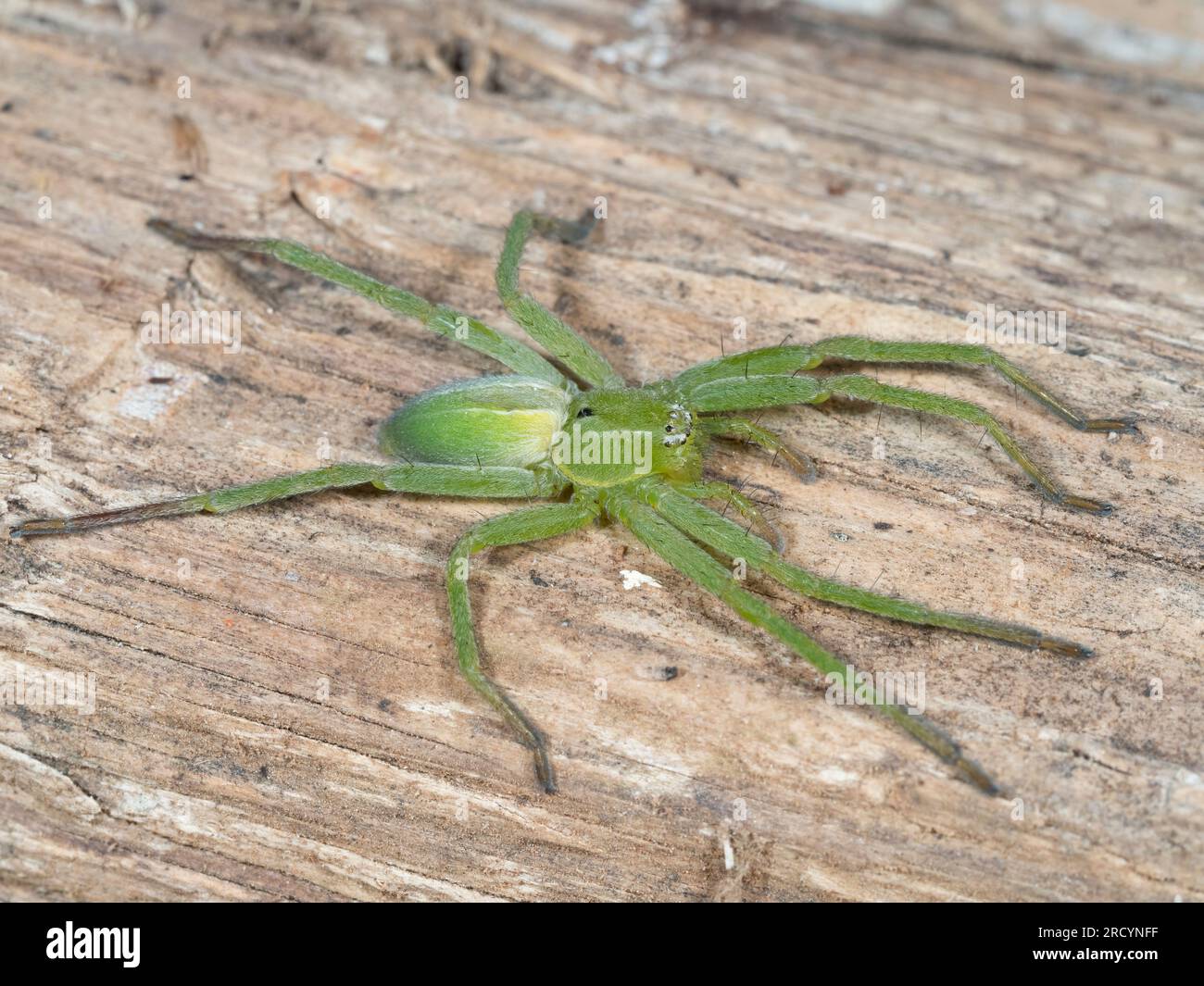 Green Huntsman Spider (Micrommata virescens), female, Nr Spili, Crete ...