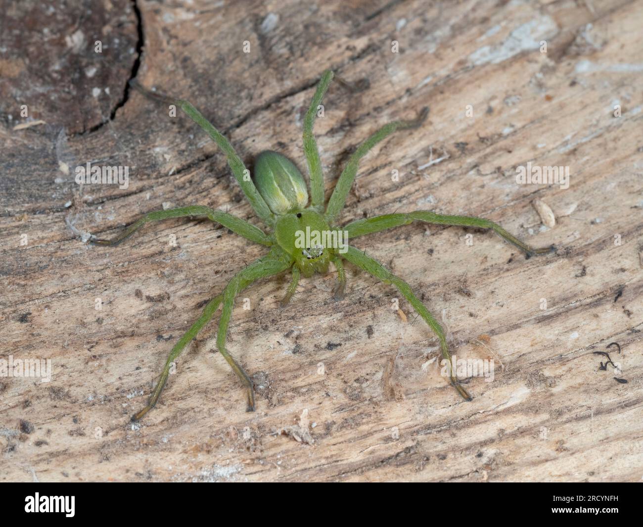 Female green huntsman spider hi-res stock photography and images - Alamy
