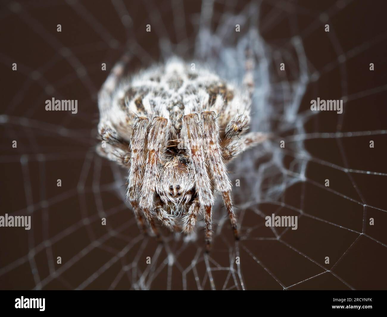 Orb Spider (Agalenatea redii) on centre of web, Crete, Greece Stock ...