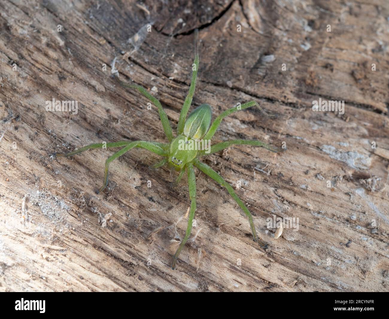 Green Huntsman Spider (Micrommata virescens), female, Nr Spili, Crete ...