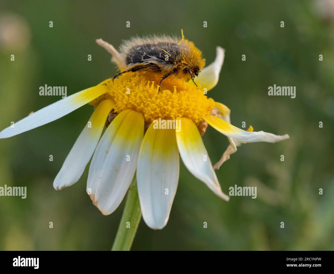 Flower Chafer Beetle (Tropinota hirta) covered in pollen on Crown Daisy ...