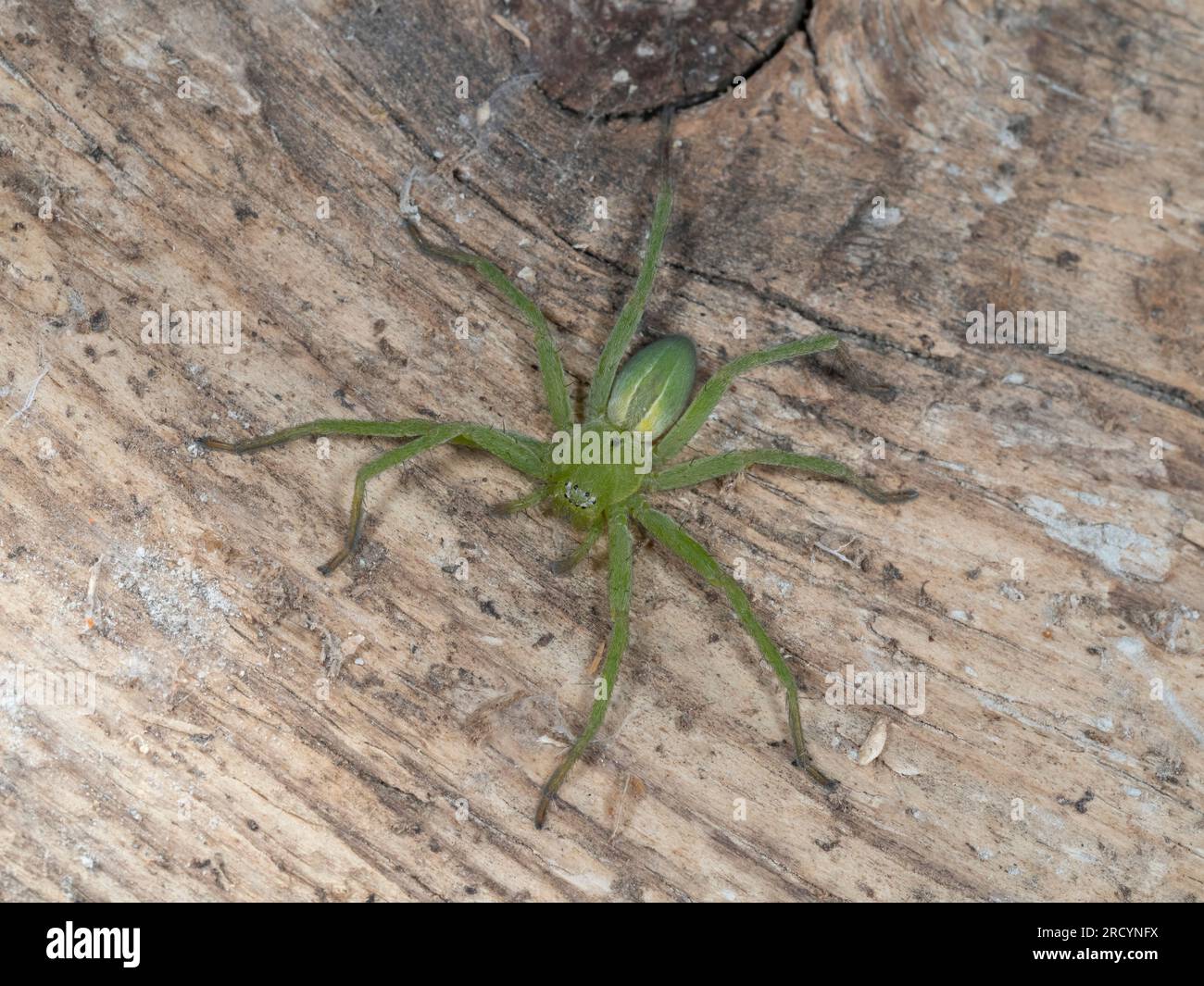 Green Huntsman Spider (Micrommata virescens), female, Nr Spili, Crete ...