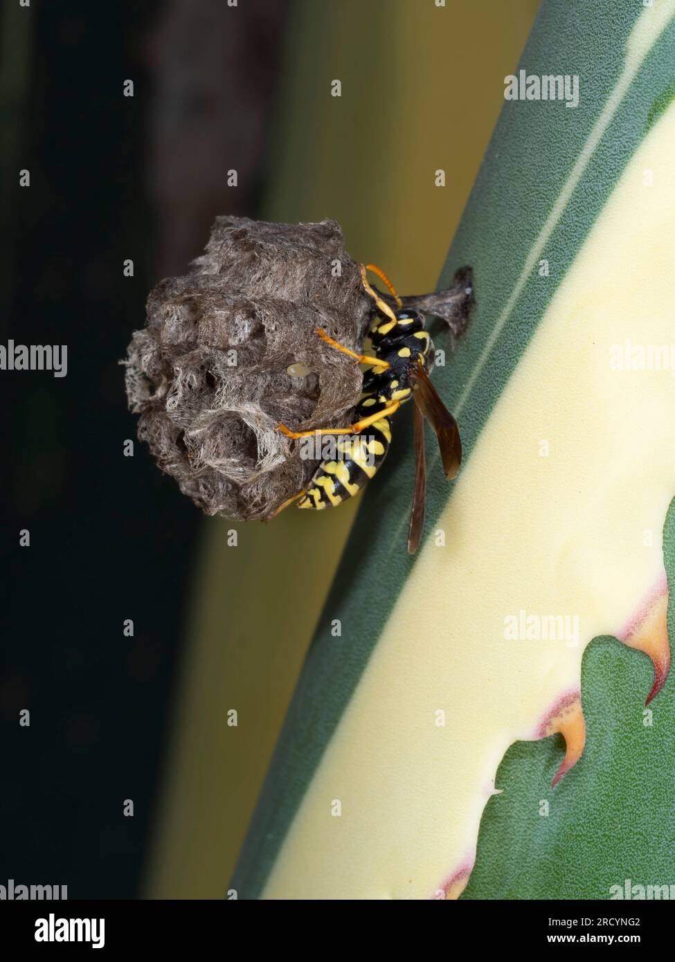Paper Wasp (Polistes hellenicus) on nest with eggs, Crete, Greece Stock ...