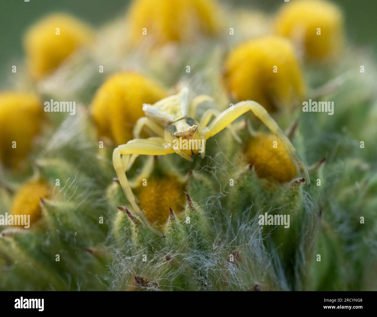 Yellow Crab Spider (Thomisus onustus), camouflaged on yellow flower, Nr ...