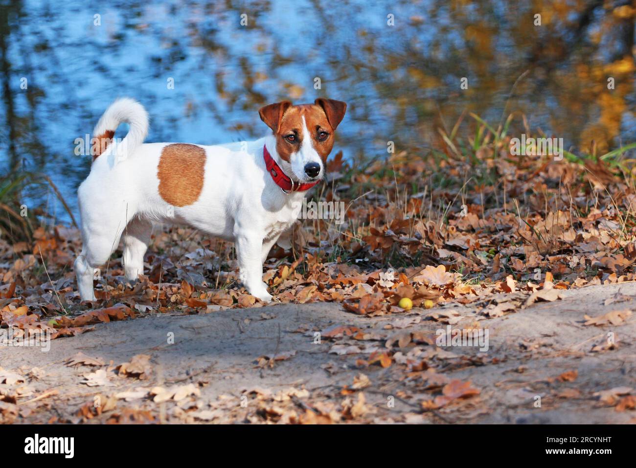 Jack Russell Terrier stands on a path with dry leaves, near a lake ...