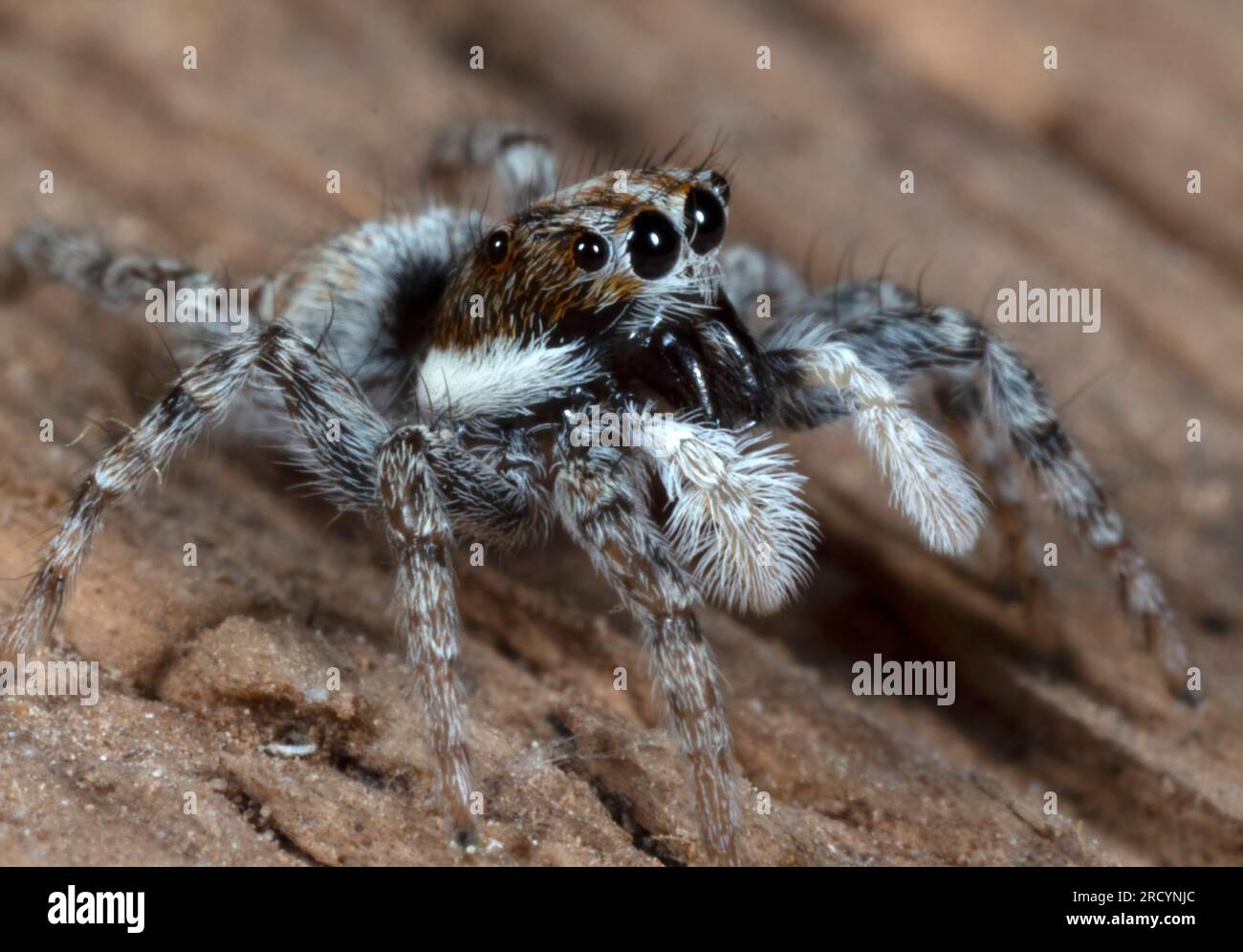 Jumping Spider (Menemerus semilimbatus) female, near Spili, Crete ...