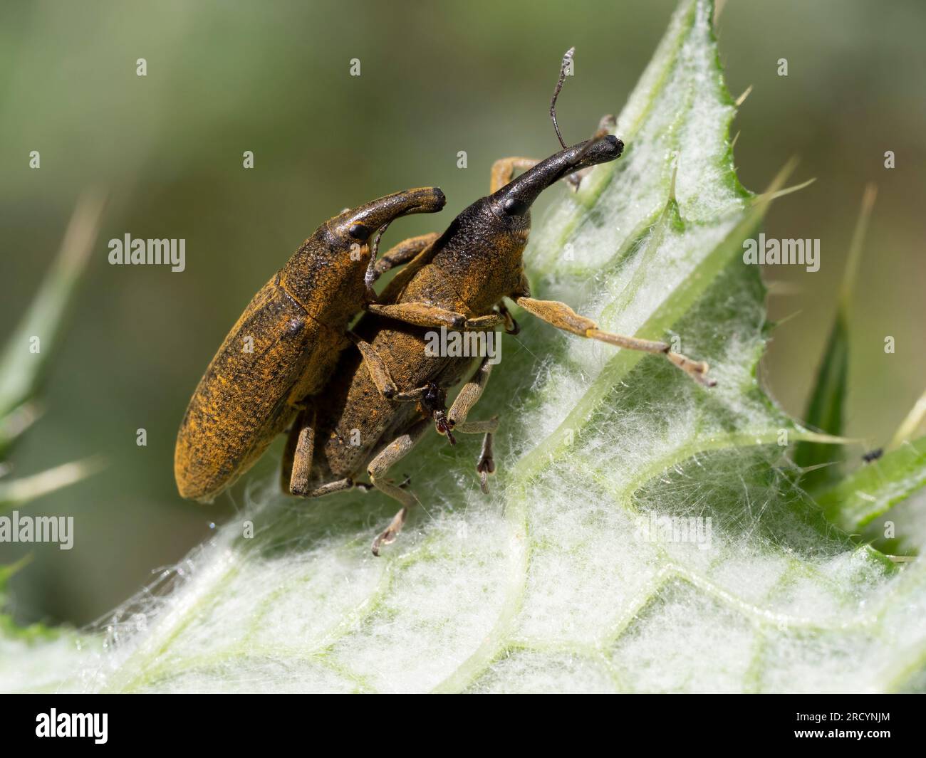 Pair of Weevils Mating Rhubarb Curculio (Lixus concavus) near Spili ...