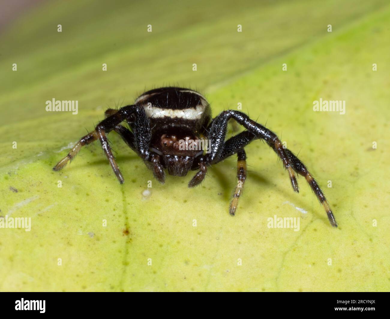 Napoleon Spider (Synema globosum) Crete, Greece Stock Photo - Alamy