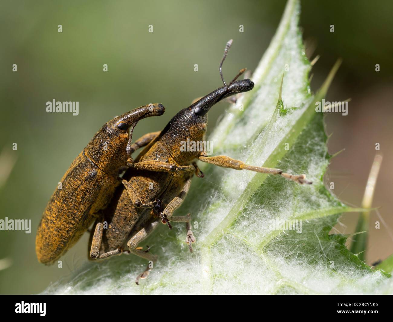 Male and female mating insects hi-res stock photography and images - Alamy