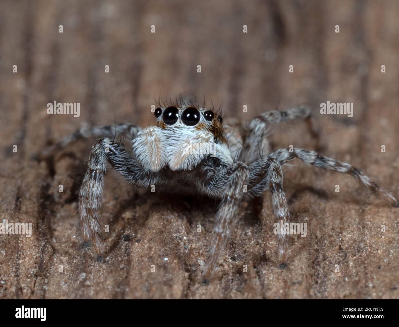 Jumping Spider (Menemerus semilimbatus) female, near Spili, Crete ...