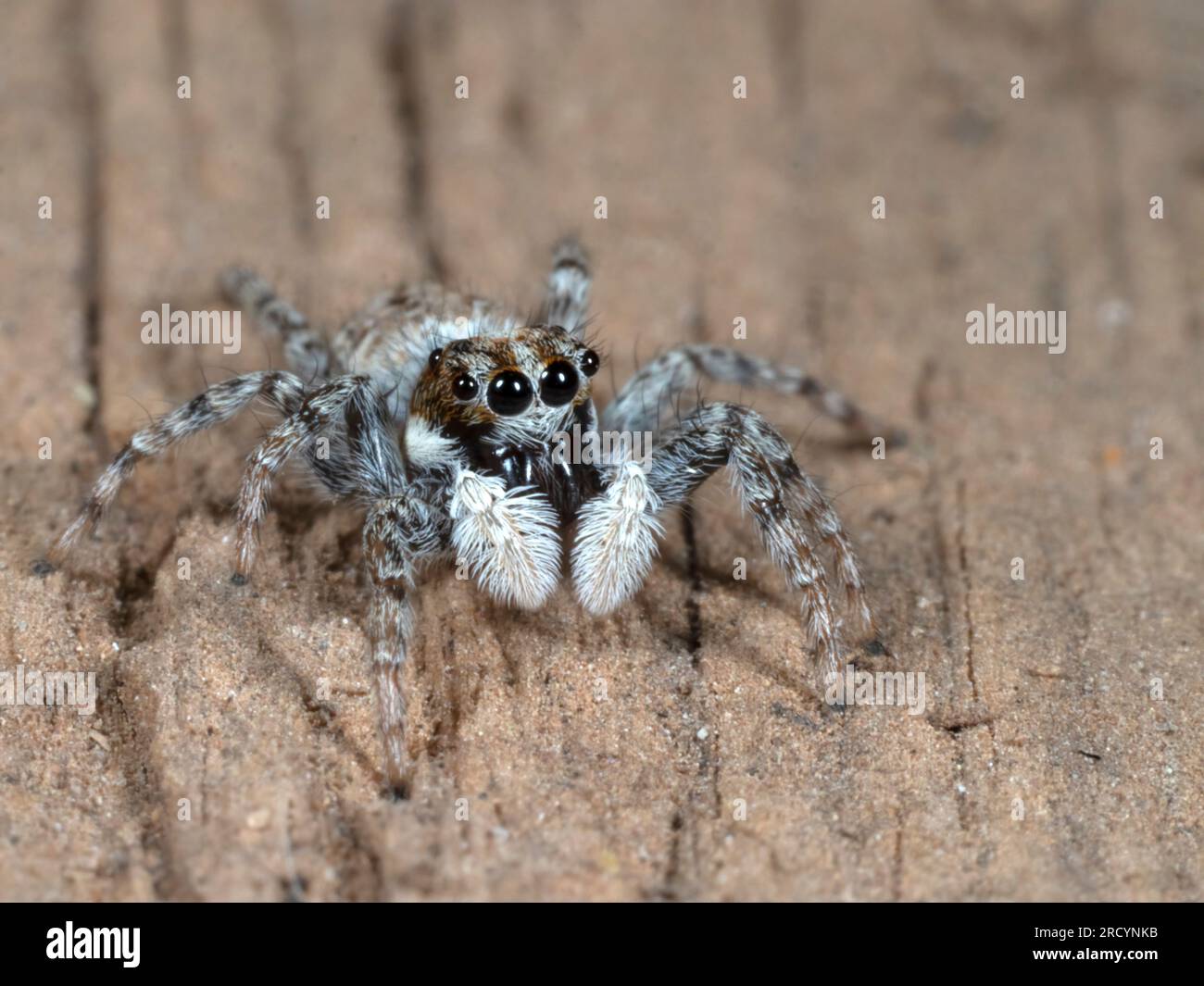 Jumping Spider (Menemerus semilimbatus) female, near Spili, Crete ...