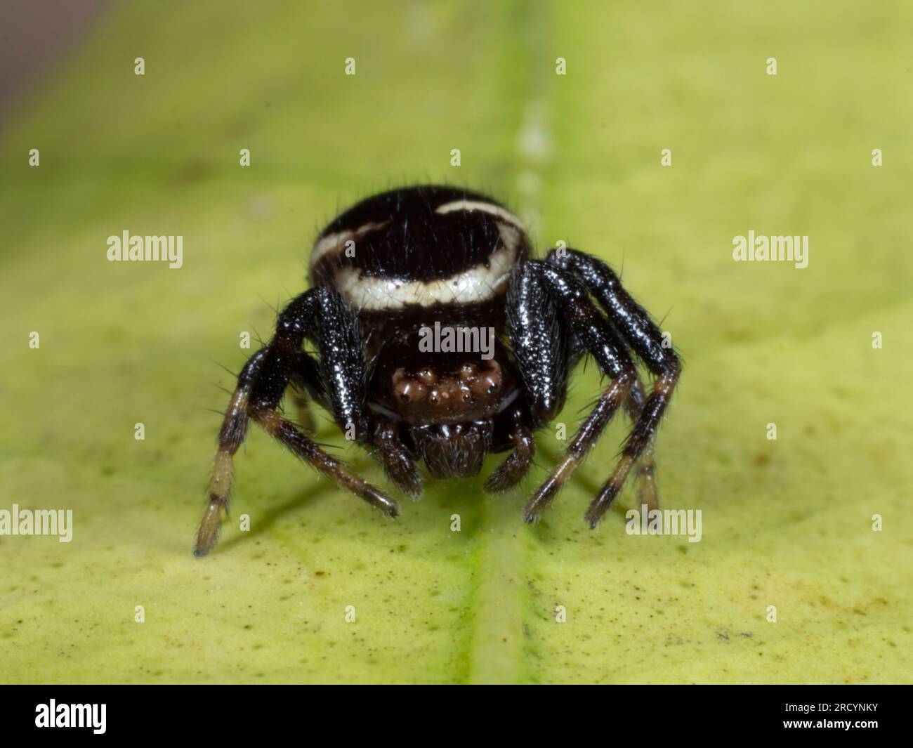 Napoleon Spider (Synema globosum) Crete, Greece Stock Photo - Alamy