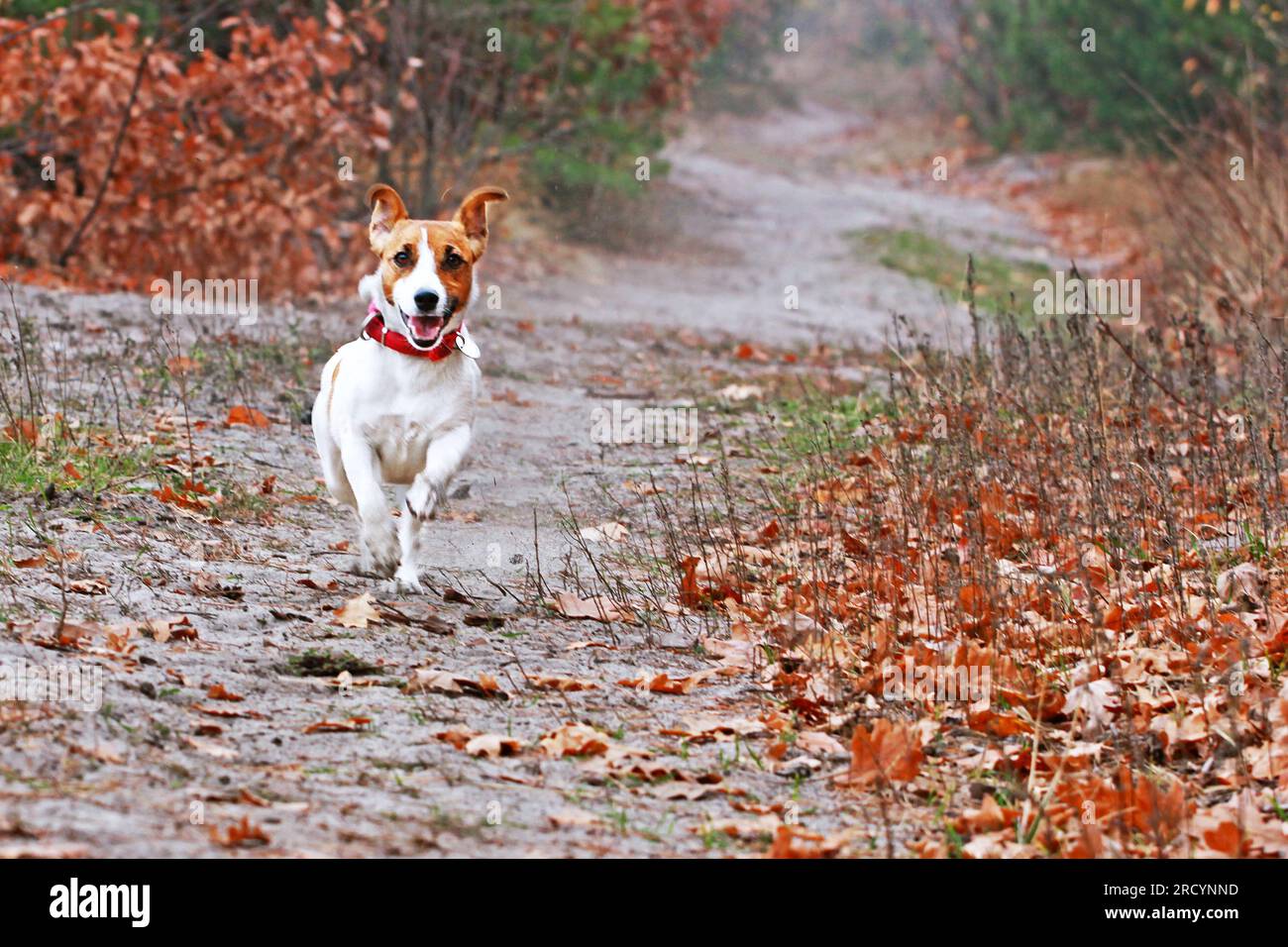 happy jack russell terrier runs along the forest path to the owner ...