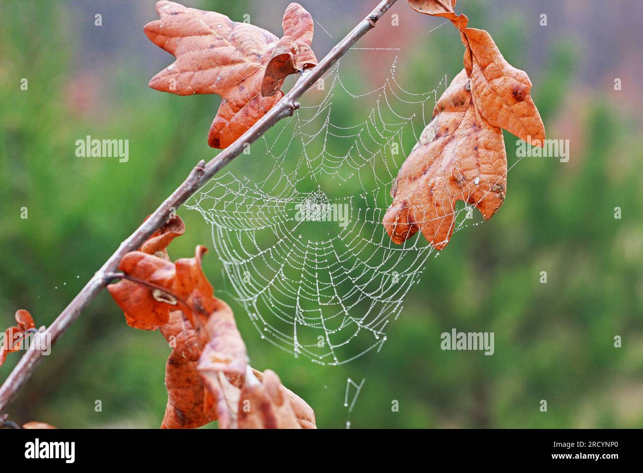 spider web on oak tree branches, natural background Stock Photo - Alamy