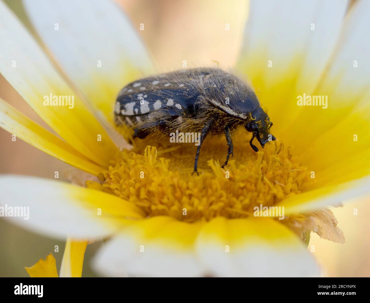 White Spotted Rose Beetle (Oxythurea funesta) on Crown Daisy ...
