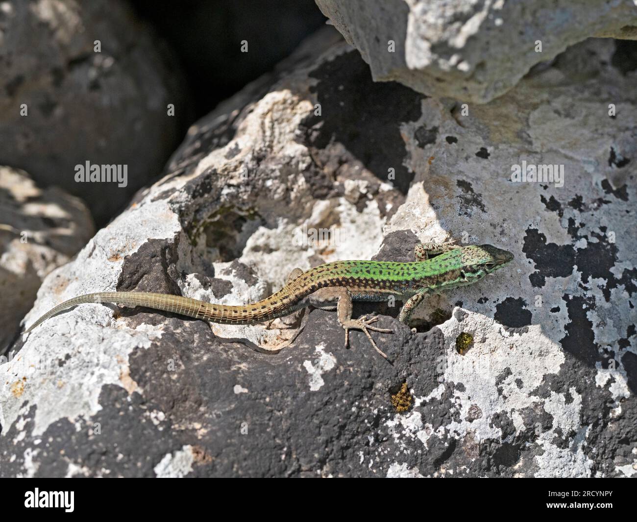 Cretan Wall lizard (Podarcis cretensis), Male, Plakias, Western Crete ...