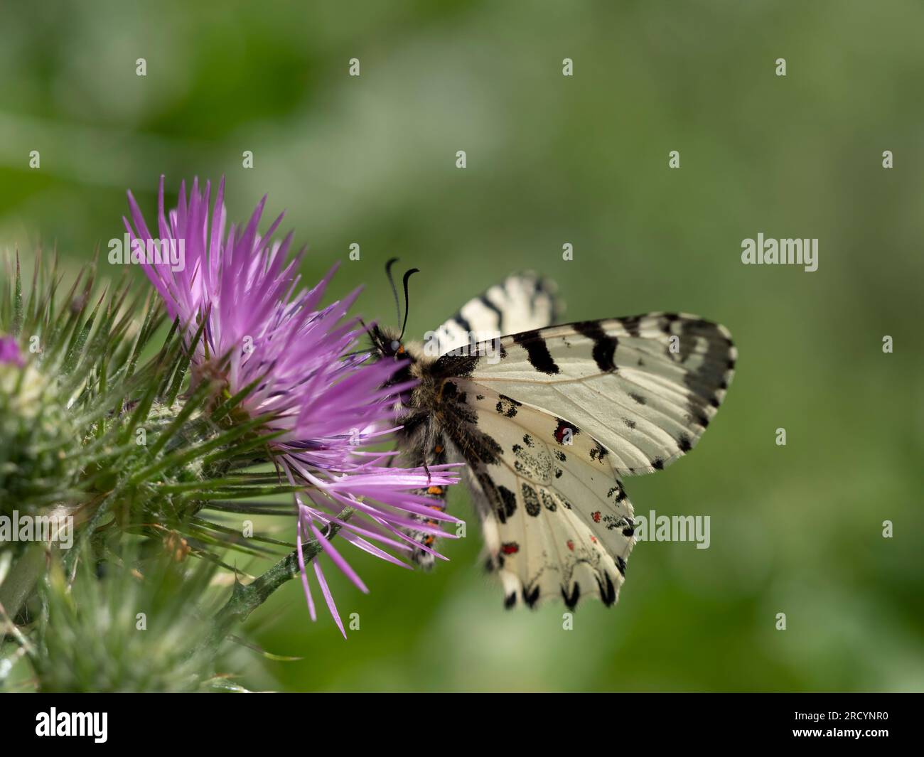 Endemic insects hi-res stock photography and images - Alamy