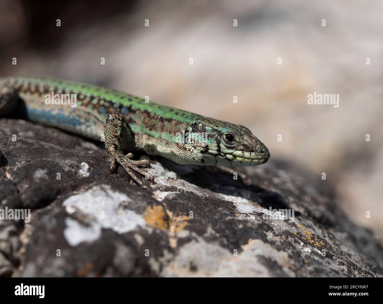 Cretan Wall lizard (Podarcis cretensis), Male, Plakias, Western Crete ...