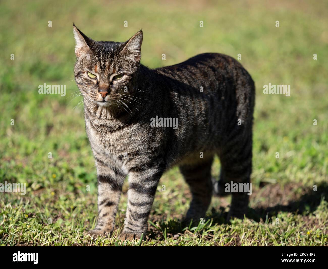 Domestic Cat in garden (Felis catus) Tabby Colour, Central Crete ...