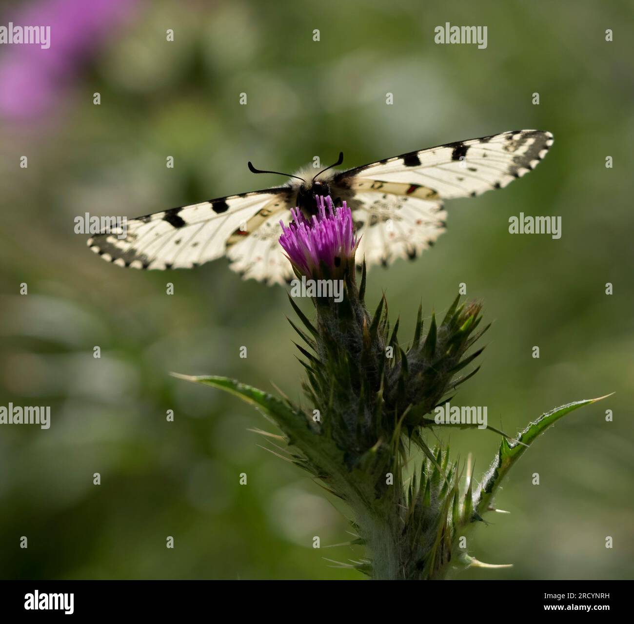 Yellow and black insects hi-res stock photography and images - Alamy