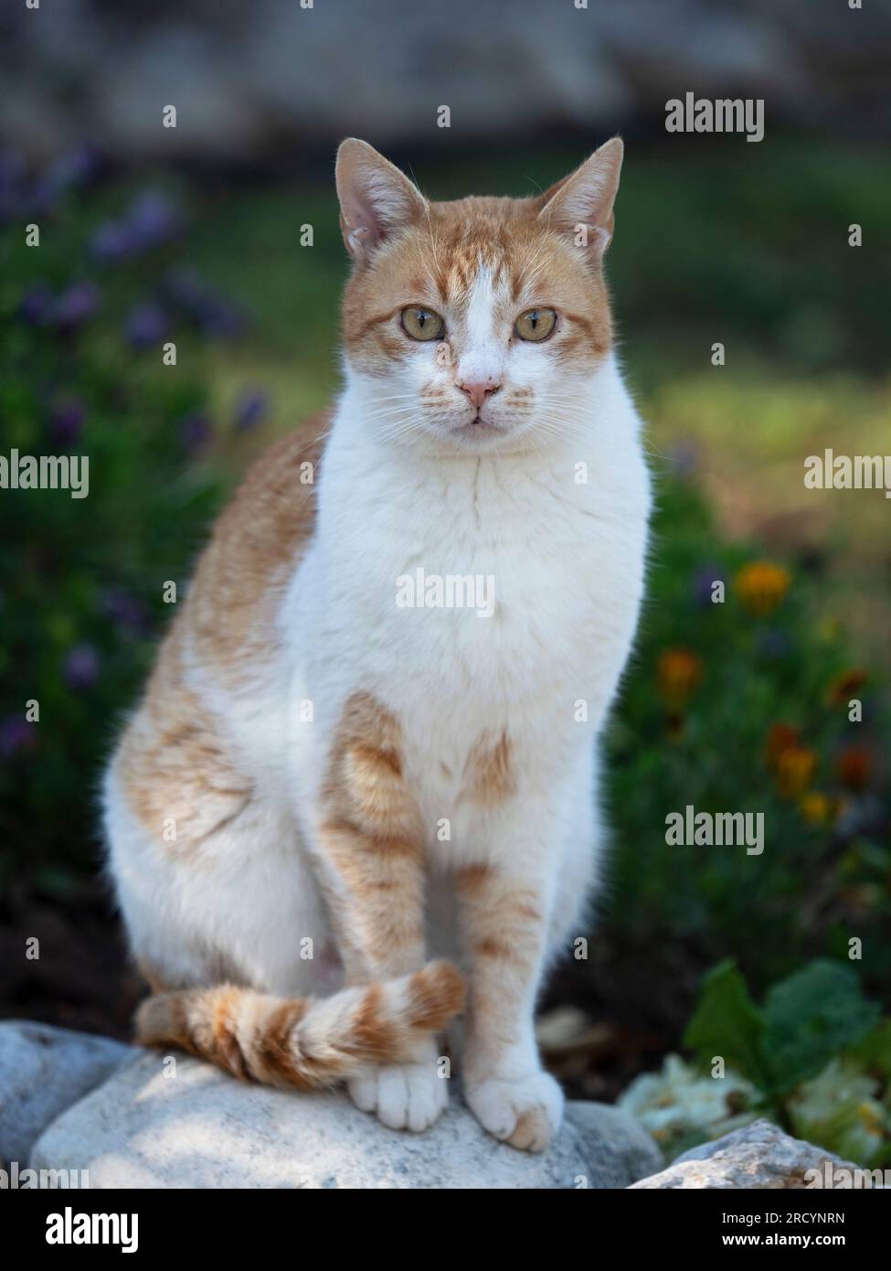 Domestic Cat in garden (Felis catus) Ginger and White Colour, Central ...
