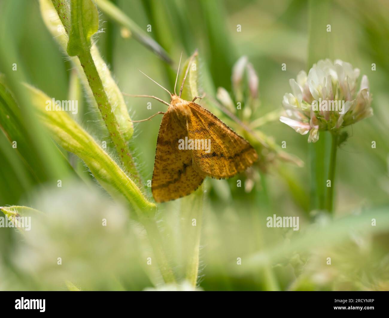 Plain Wave Moth (Adaea serpentata) near Spili, Crete, Greece Stock ...