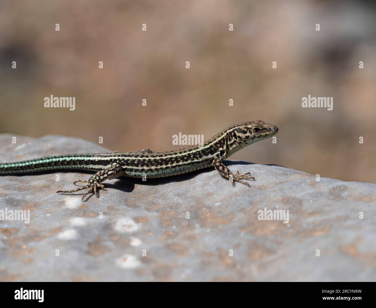 Cretan Wall lizard (Podarcis cretensis), Female, Plakias, Western Crete ...