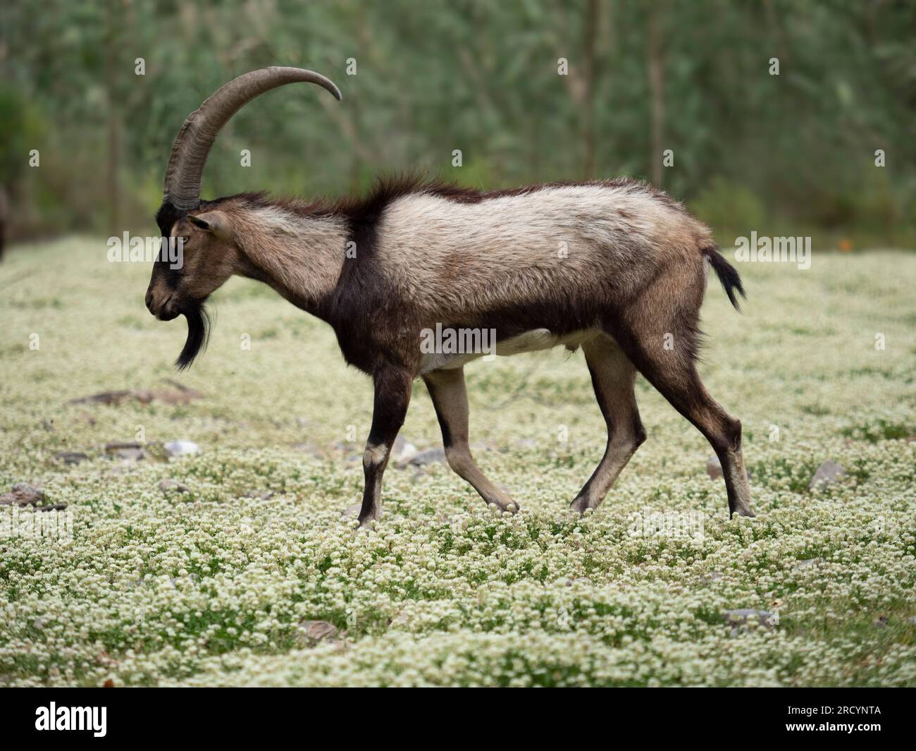 Kri kri goat hi-res stock photography and images - Alamy