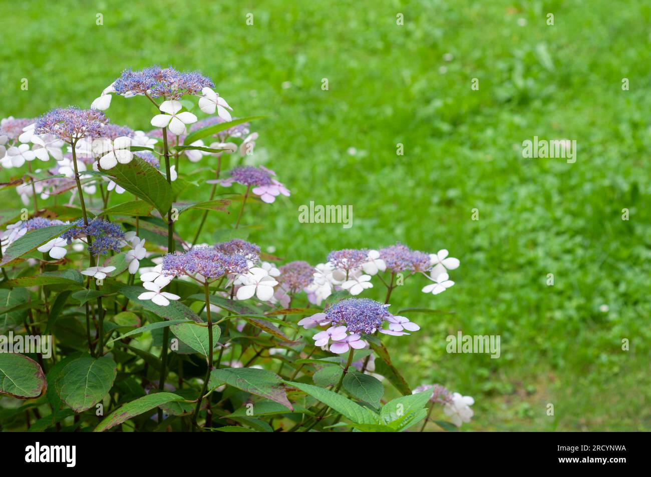 Pink Flowers of Purple Lacecap, Hydrangea Macrophylla Stock Photo - Alamy