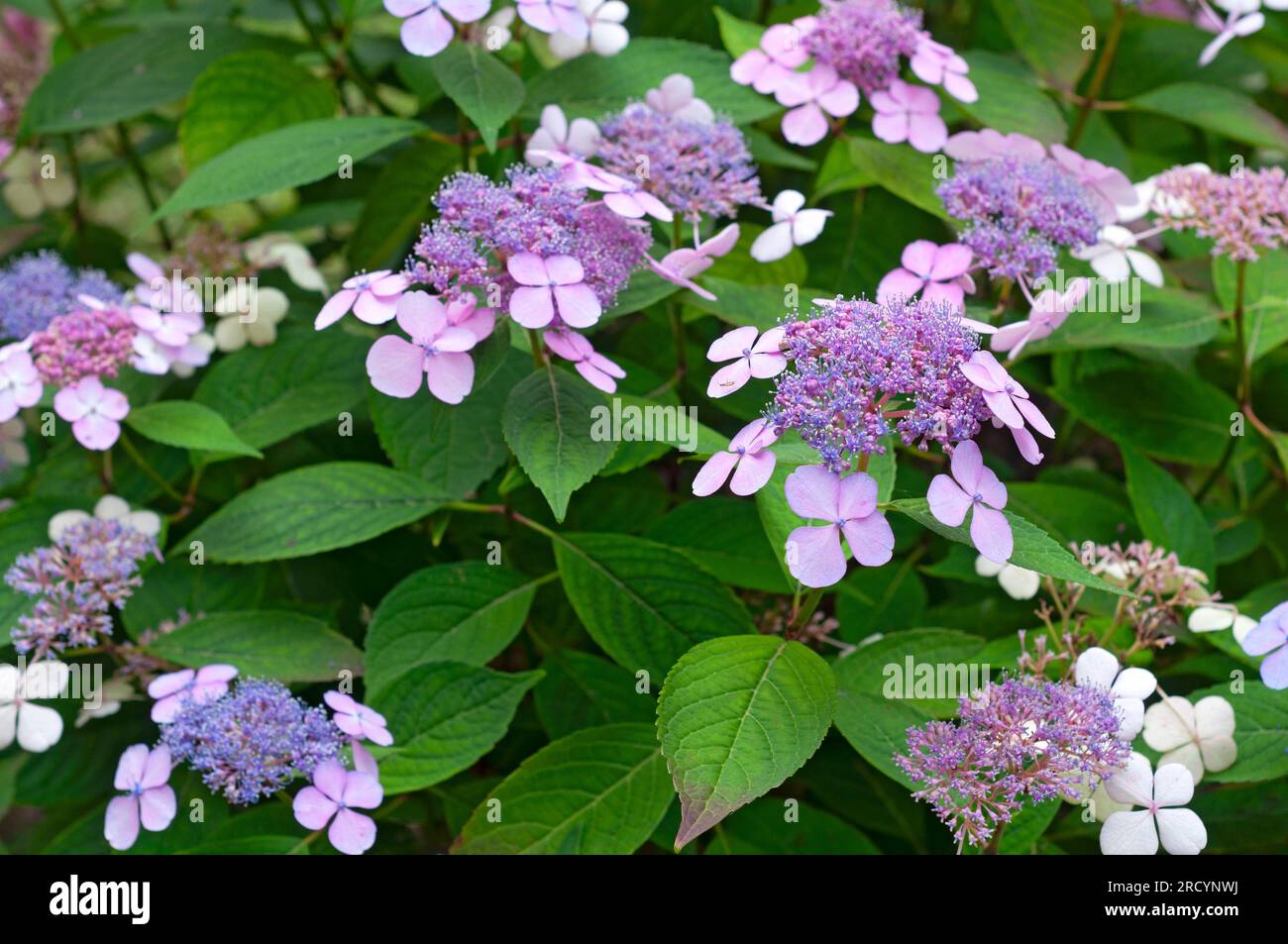 Pink Flowers of Purple Lacecap, Hydrangea Macrophylla Stock Photo - Alamy