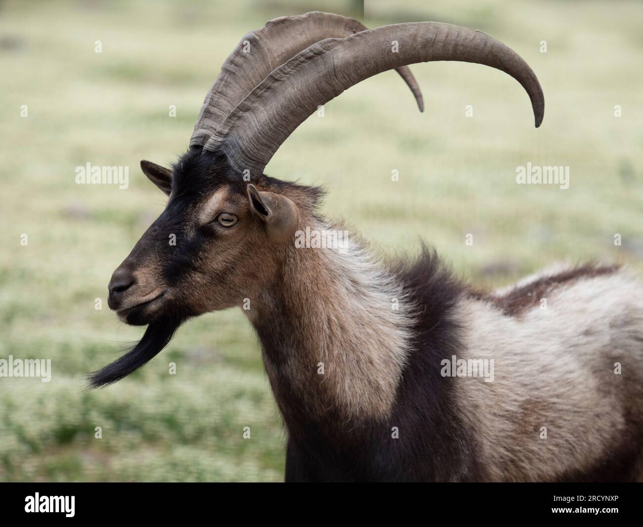 Male feral goat hi-res stock photography and images - Alamy