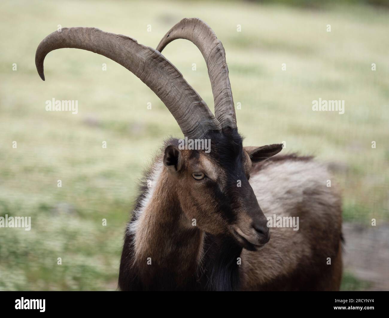 Cretan Goat or Kri-Kri or Agrimi or Cretan Ibex (Artiodactyla) Male ...