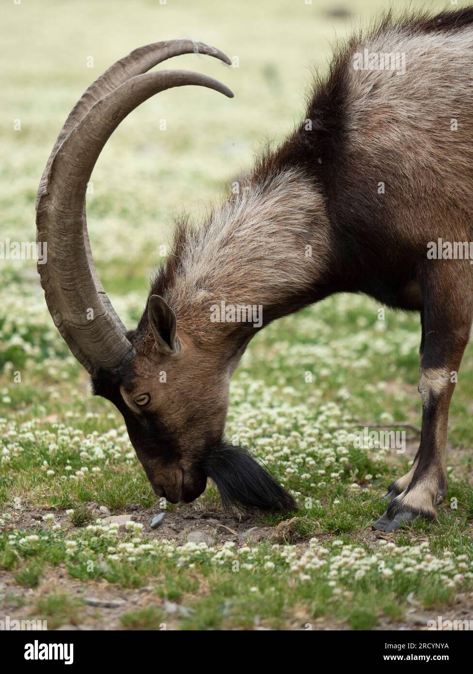 Cretan Goat or Kri-Kri or Agrimi or Cretan Ibex (Artiodactyla) Male ...