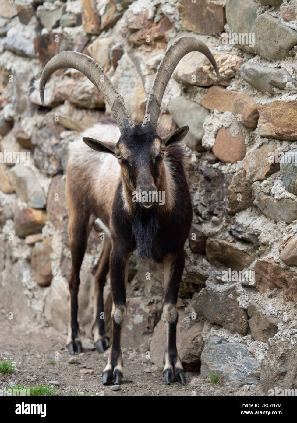 Cretan Goat or Kri-Kri or Agrimi or Cretan Ibex (Artiodactyla) Male ...