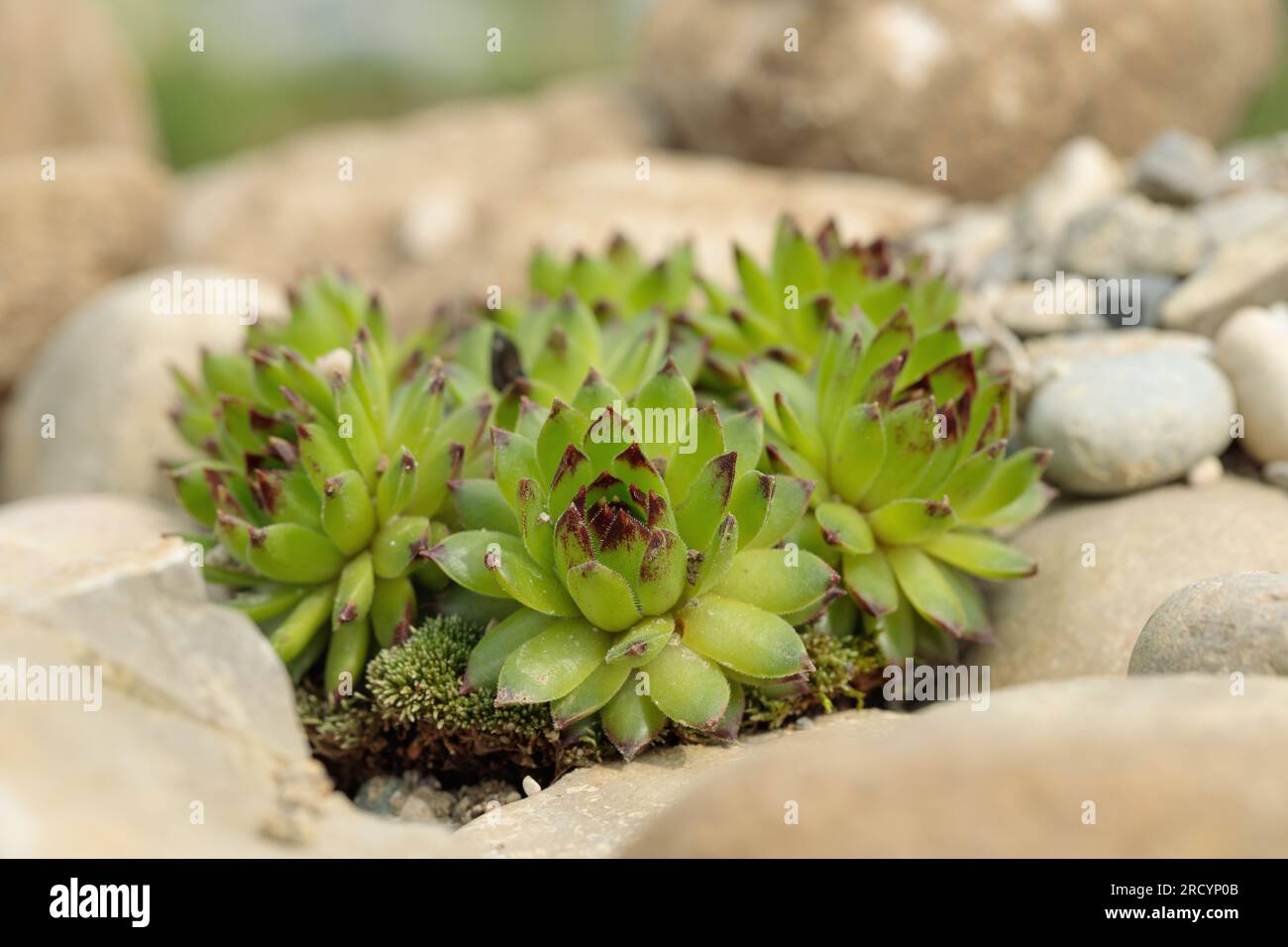 Rosette of the liveforever plant (Genus sempervivum). growing on stony ...