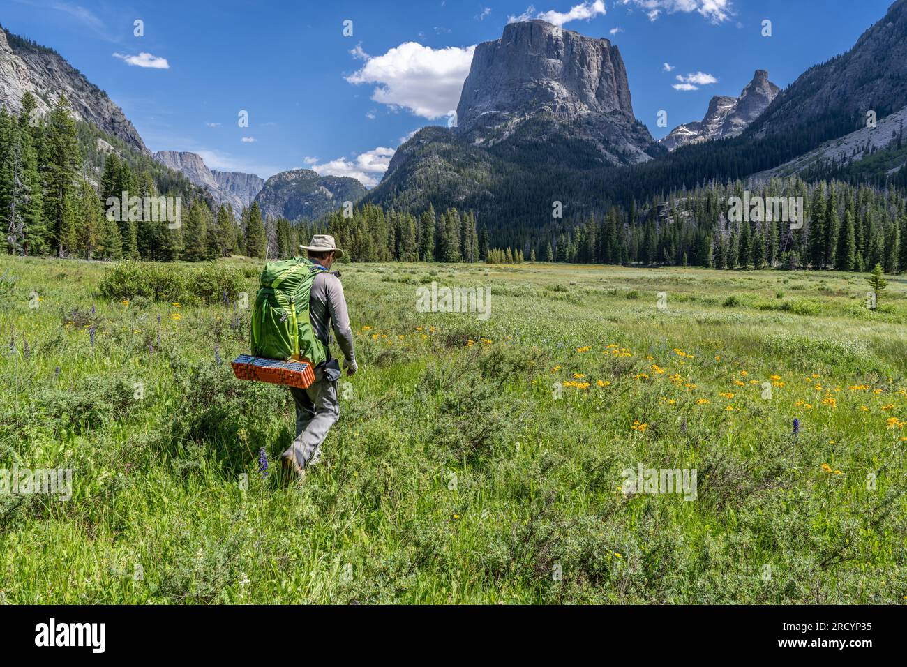 Matured Caucasian man, hiker, walking through a field of wildflowers ... Matured Caucasian man, hiker, walking through a field of wildflowers ...