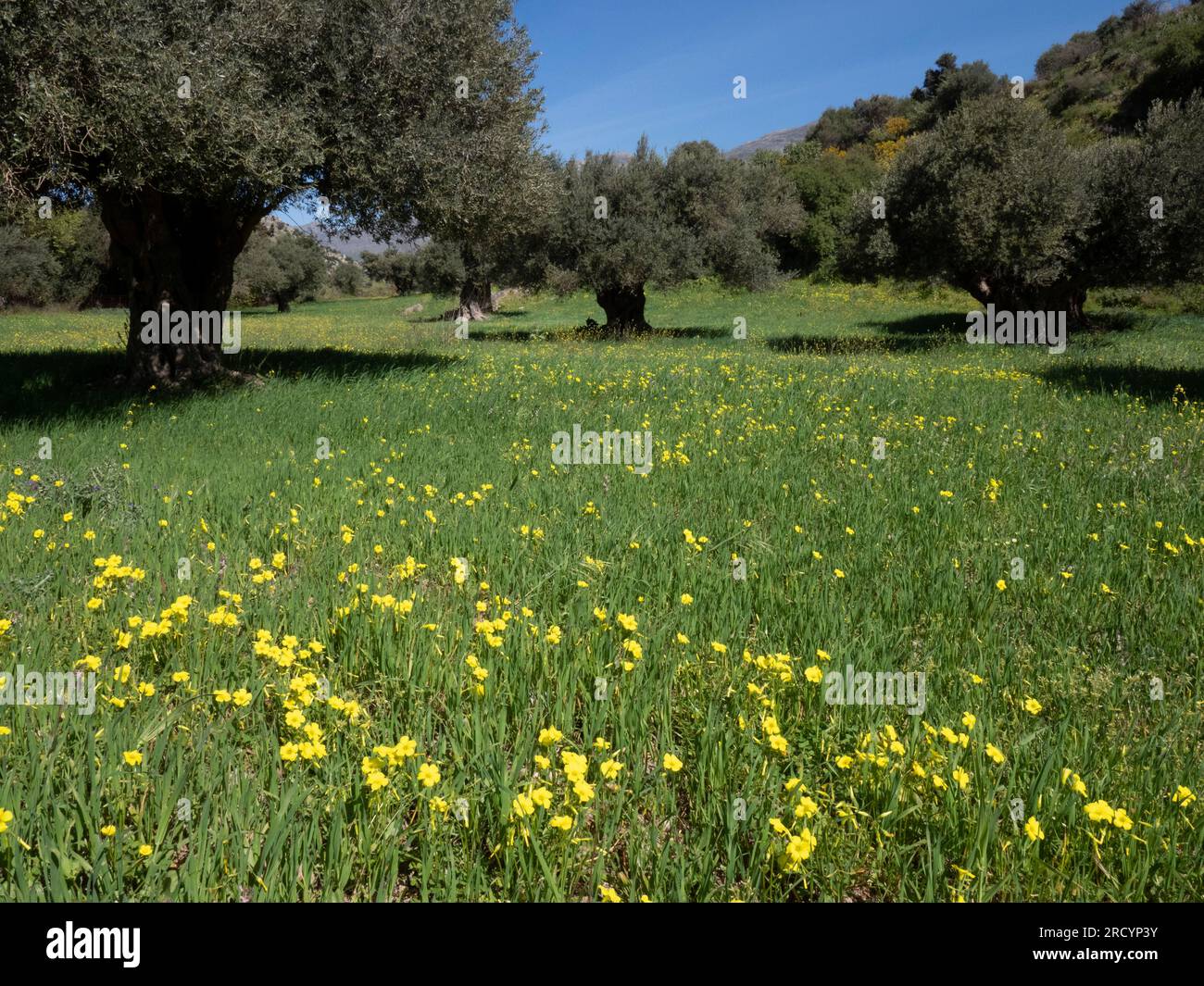 Landscape view of Olive Grove, near Turkish Bridge, East of Plakias ...