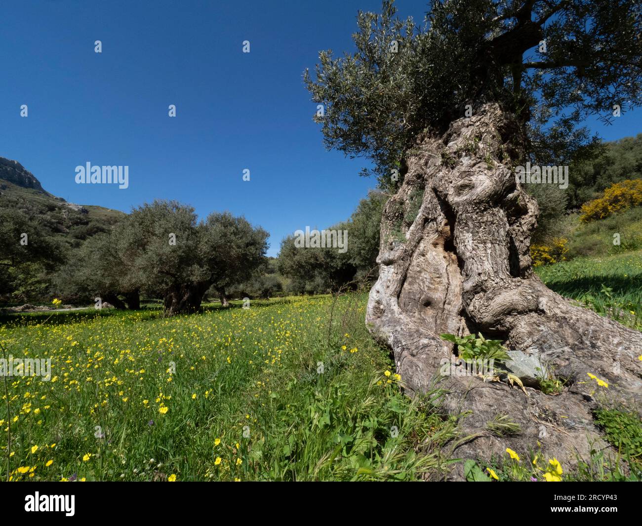 Landscape view of Olive Grove, near Turkish Bridge, East of Plakias ...