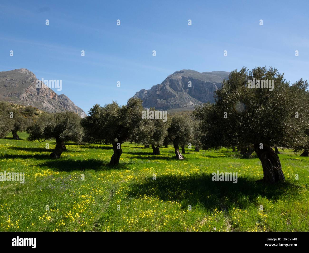Landscape view of Olive Grove, near Turkish Bridge, East of Plakias ...