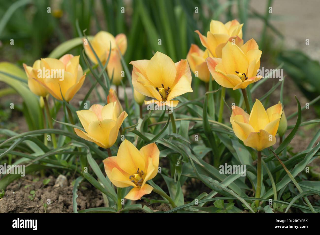 Golden leaved plant hi-res stock photography and images - Alamy