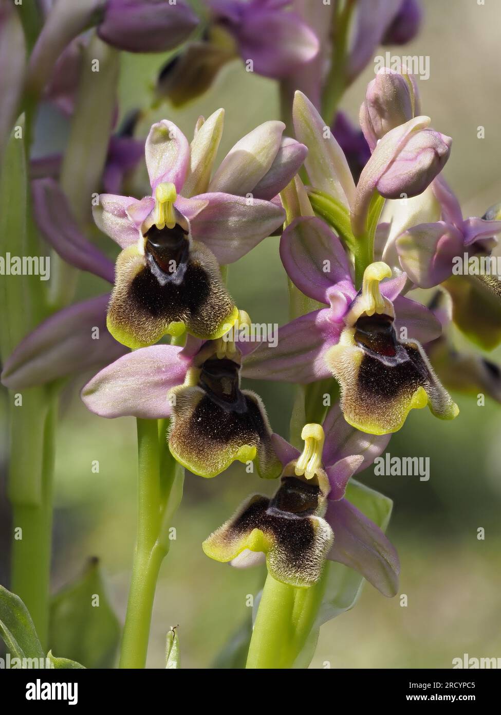 Sawfly orchid (Ophrys tenthredinifera) in flower, Gious Kambos, near ...