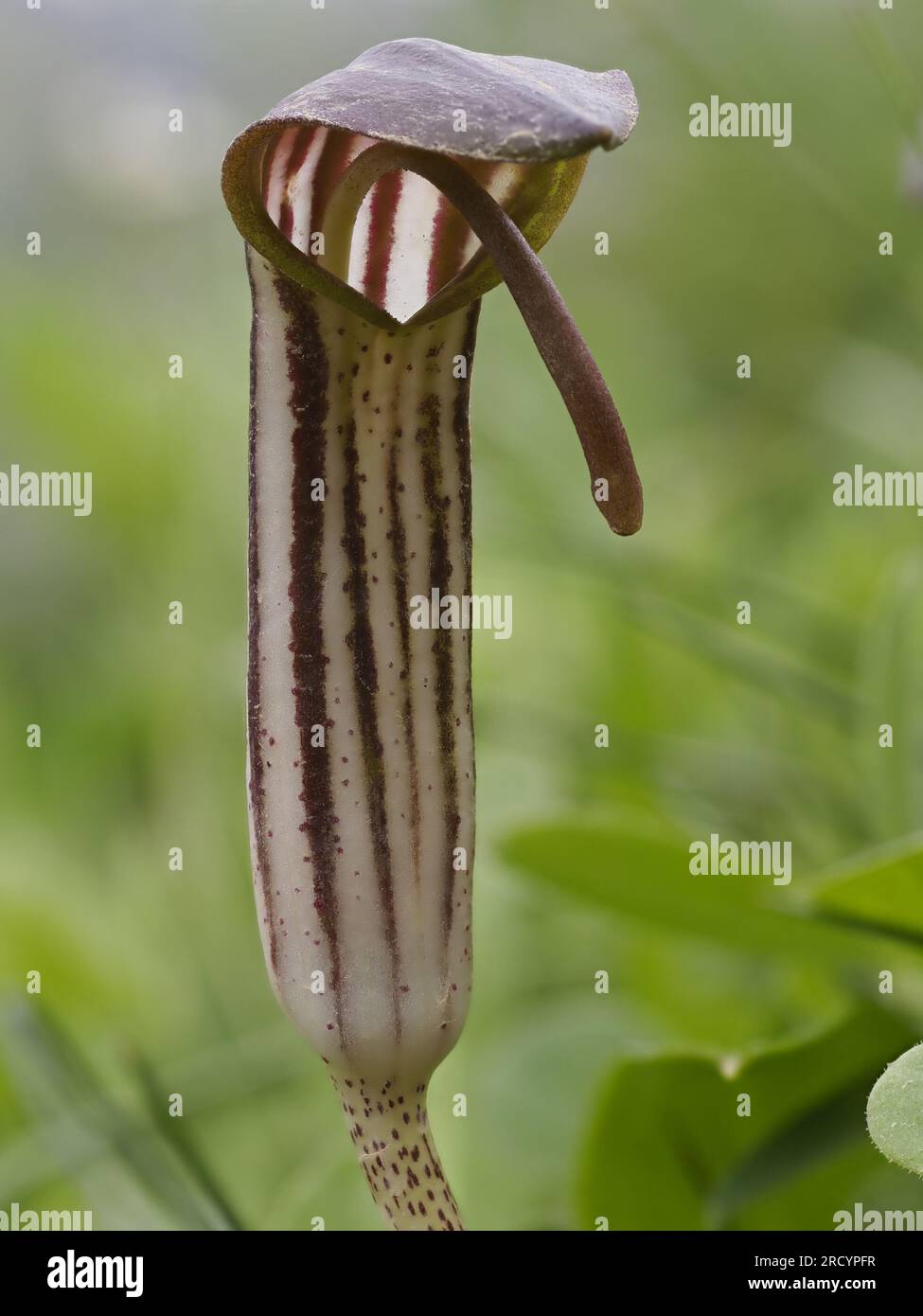 Friar's Cowl or Larus (Arisarum vulgare) Crete, Stacked Focus Image ...