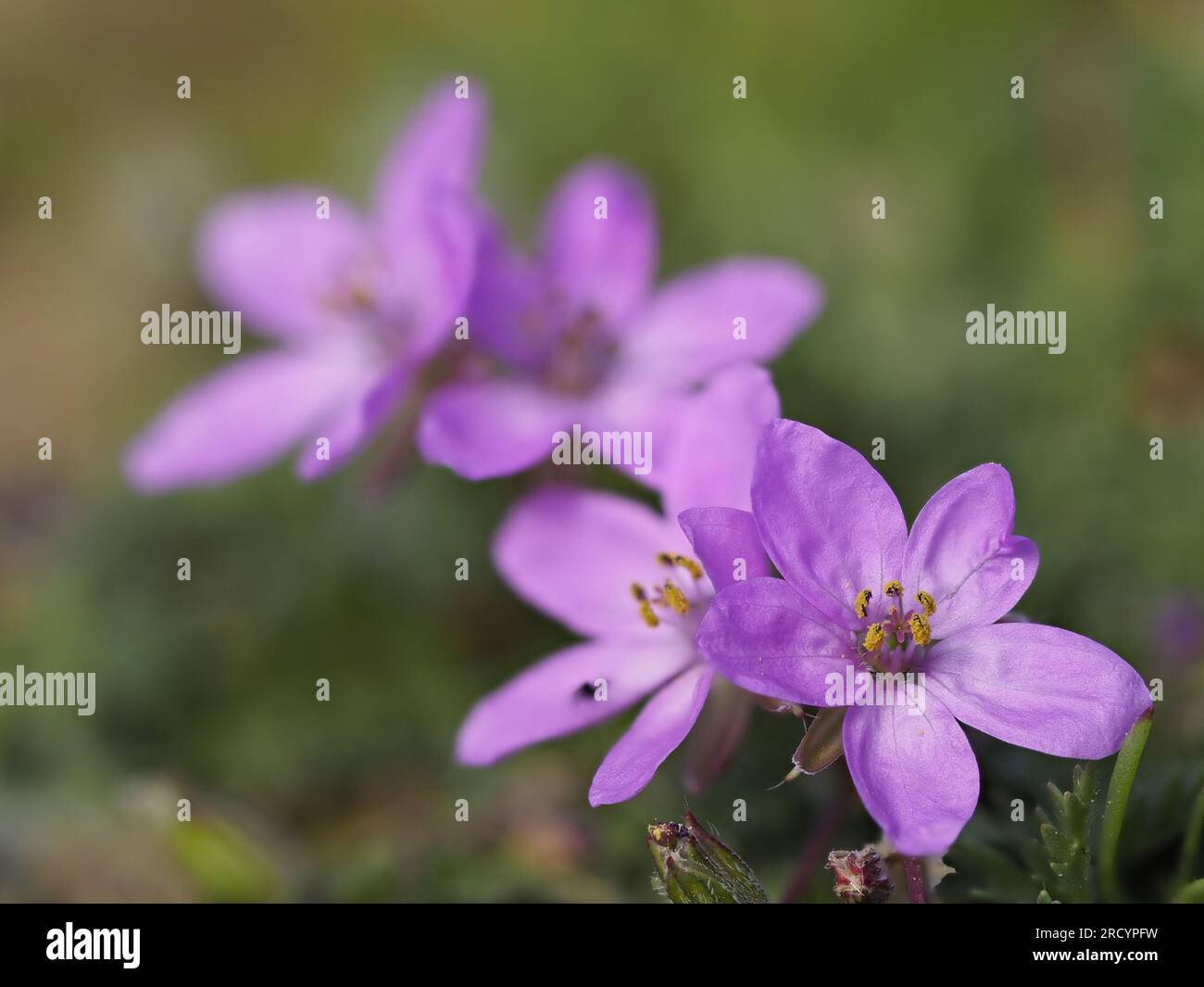 Erodium Flower, (Erodium gruinum) Crete, Stacked Focus Image Stock ...