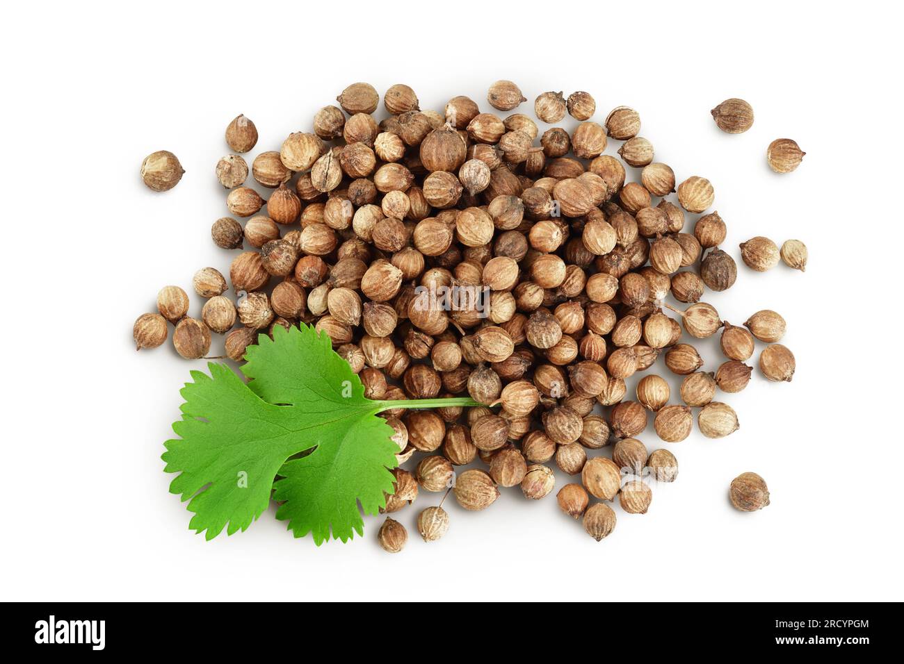 Dried coriander seeds with fresh green leaf isolated on white background. Top view. Flat lay ...