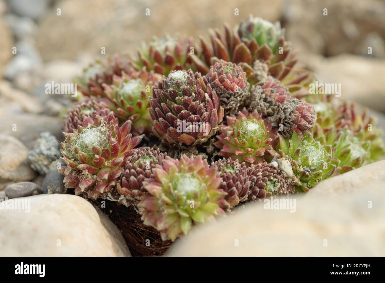 Rosette of the liveforever plant (Genus sempervivum). growing on stony ...